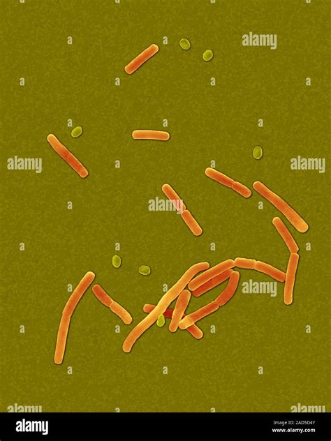 Coloured Scanning Electron Micrograph Sem Of Bacillus Anthracis Spore