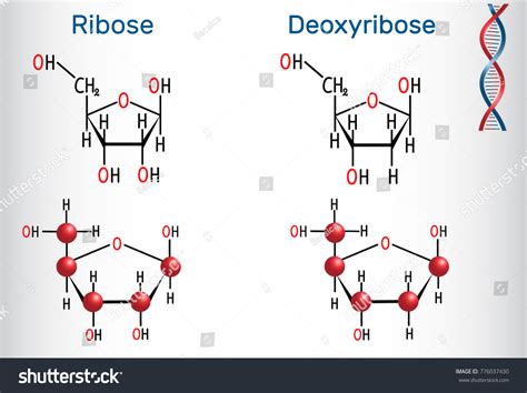 Ribose Deoxyribose Molecules They Monosaccharides Form Stock Vektor Royaltyfri 776037430