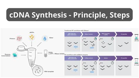 microbiology biology notes online