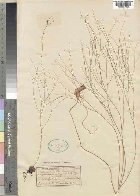 Drimia Intricata Var Intricata Plants Of The World Online Kew Science
