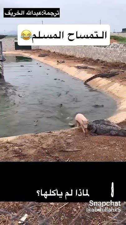 التمساح مسلام Youtube
