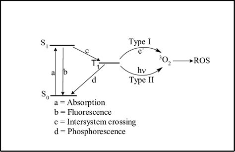 A Schematic Diagram Of The Production Of Reactive Oxygen Species