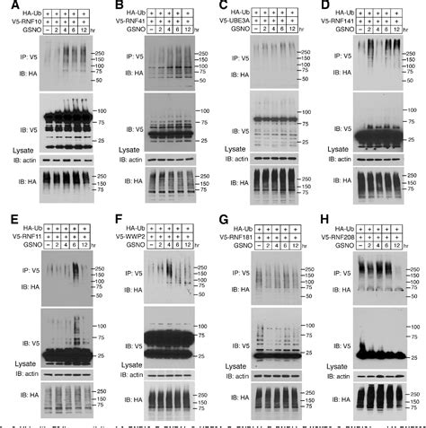Figure 1 From Protein Microarray Characterization Of The S