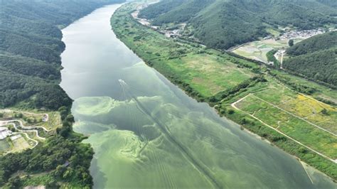녹조가 창궐한 강에서 모터보트가 강 위를 달리고 있다 오마이포토