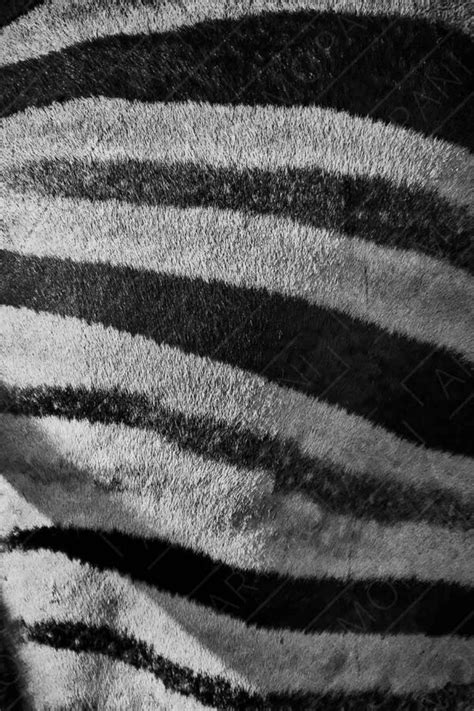 Zebra Skin Patterns Artmopani