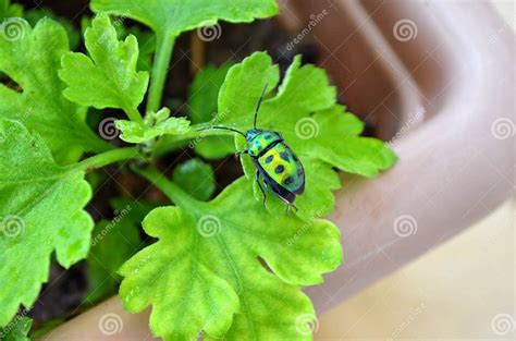 Chrysocoris Stollii Is A Polyphagous Species Of Jewel Bugs Scutelleridae Hemiptera Heteroptera