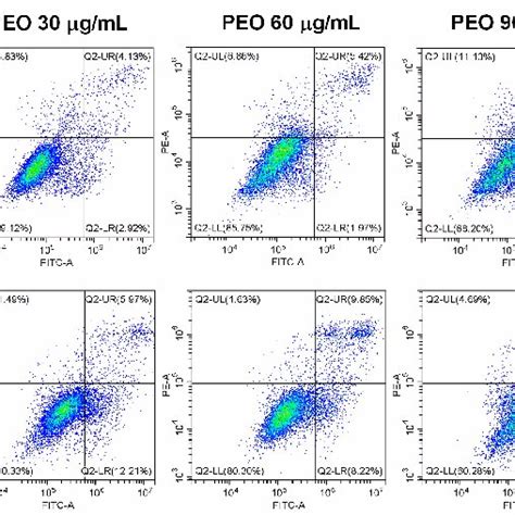 Apoptosis Inducing Effect Of Peo In Hepg2 And A549 Cells Stained With