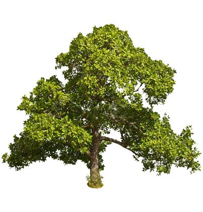 Cashew Tree Png Porta Siberia