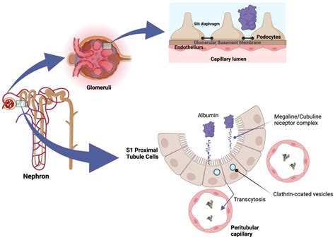 Albuminuria Forgotten No More Underlining The Emerging Role In