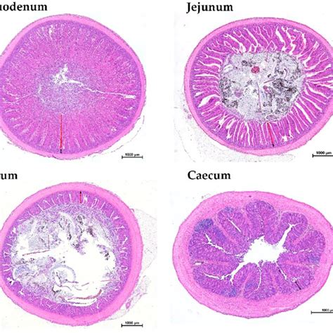 A Representative Histological Cross Section Of Duodenum Jejunum Ileum