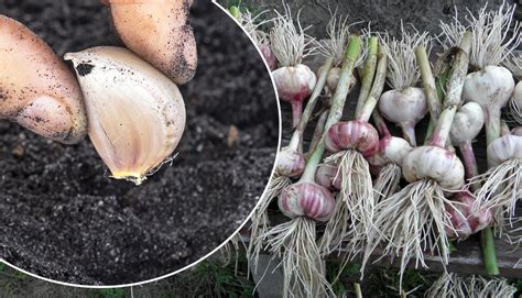 Як правильно садити яровий часник весною як обрати місце та яке добриво вносити