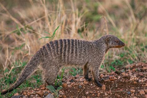 Lets See How To Use Mongoose Os On Esp8266 Icircuit