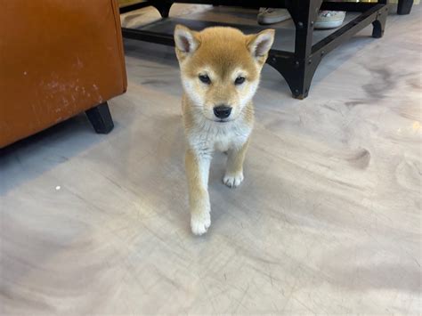 시바이누 이치 포메라니안특징 푸들특징 토이푸들특징 골든리트리버특징 래브라도리트리버특징 닥스훈트특징 도베르만특징 말티치특징 말티폼특징 보더콜리특징 프렌치불독특징 빠삐용특징