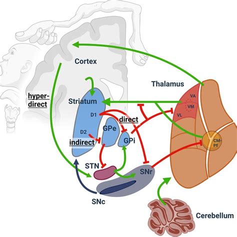The Cortico Basal Ganglia Cerebellar Thalamo Cortical Network Movement