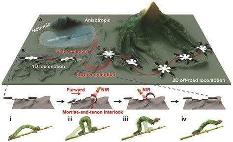 The Adaptive Evolution And All Terrain Locomotion Of The Pnipam Sponge Download Scientific