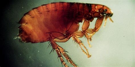 How Long Do Cat Fleas Live On Humans Cat Health
