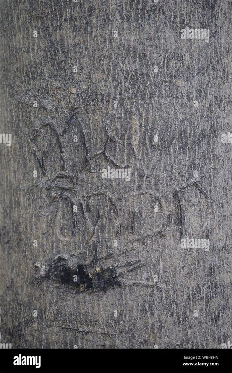 Carved Into Tree Bark Hi Res Stock Photography And Images Alamy