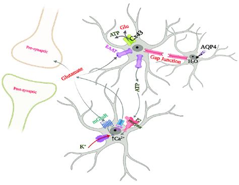 astrocyte physiological functions and the formation of tripartite