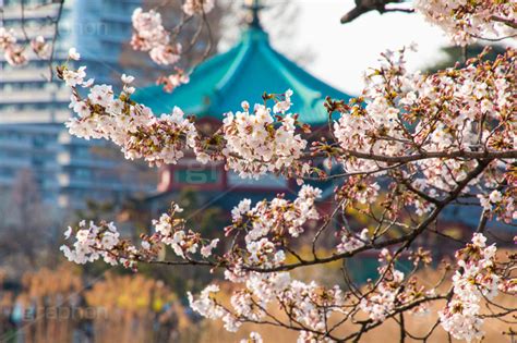 不忍池の桜 グラフォン無料素材