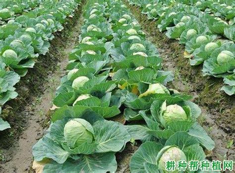 我国甘蓝有几种栽培方式 耕种帮种植网