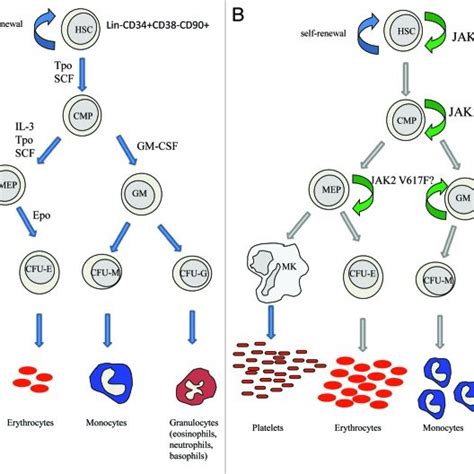 Signaling Via The Jak Stat Pathway A Ligand Binding Induces A Download Scientific Diagram