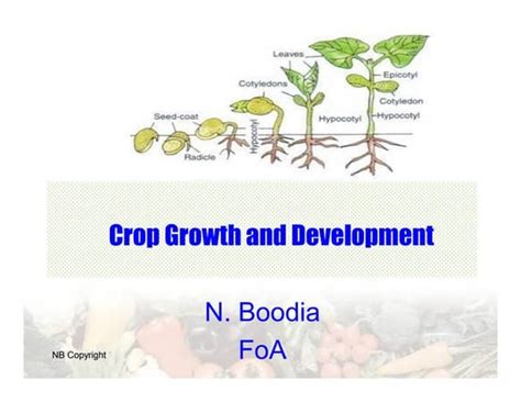 Presentation1pptx