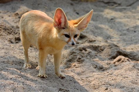 Fennec Fox Species