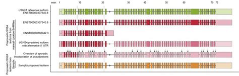 How Pacbio Iso Seq Sequenced Ush2a Isoform B Elizabeth Tseng Phd Posted On The Topic Linkedin