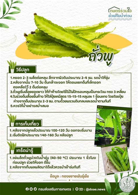 การปลูกถั่วพู สถานีวิทยุกระจายเสียงเพื่อการเกษตร