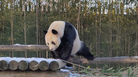 에버랜드 판다월드 야외방사장에서 겨울 혹한 속에 엉덩이 춤추는 러바오 YouTube