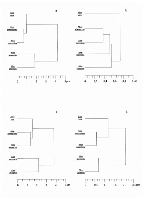 Dendrogramas Representativos De La Similitud Entre Especies De Aloe En