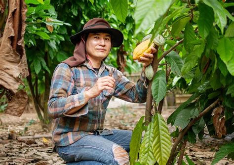 Premium Photo Cocoa Farmer Use Pruning Shears To Cut The Cocoa Pods