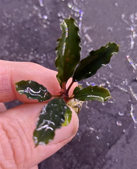 Bucephalandra Centipede Aquarium Plant 2x Plants