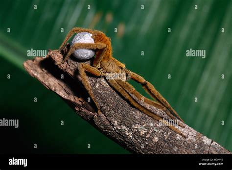 Huntsman Spider Cupiennius Coccineus With Egg Sac North America
