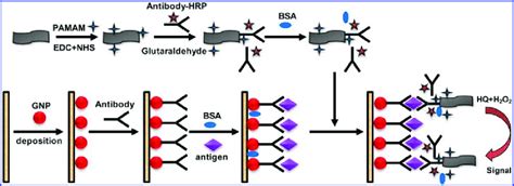 Schematic Showing The Preparation Of The Polyamidoamine Dendrimer Download Scientific Diagram