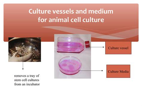 Cell Culture Introduction Ppt