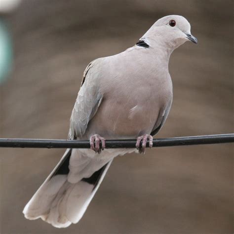 Eurasian Collared Dove