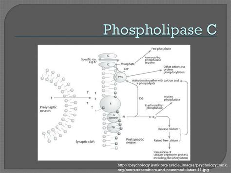 Ppt Topic 3 Cell Signalling Powerpoint Presentation Free Download Id 5780805