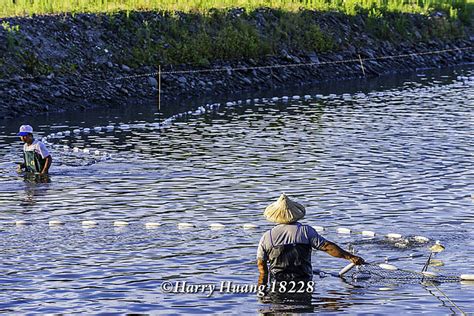 Harry18228魚池魚塭台灣鯛魚塭台灣鯛吳郭魚福壽魚台灣鯛魚改良吳郭魚魚漁業養殖漁業水 Flickr