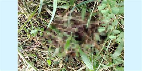 ကနီမြို့နယ်၌ နှိပ်စက်ပစ်သတ်ခံရသည့် အမျိုးသားအလောင်း ၂ လောင်းတွေ့