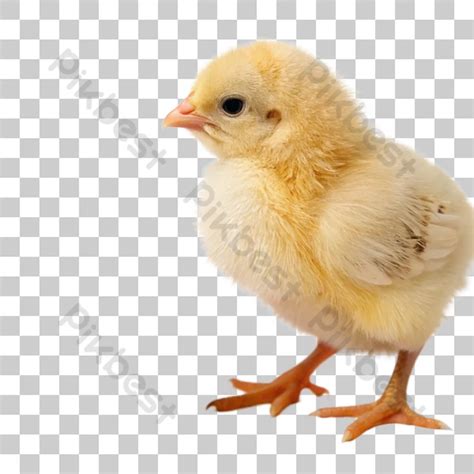 12000 Foto Cewektetekbesarhd Gambar Gratis Unduh Pikbest