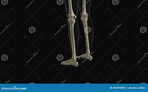Leg Tibia Fibula Foot Ankle Skeleton Human Side View Set Of Metatarsals Phalanges 3d