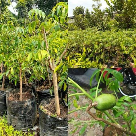 Bibit Tanaman Kedondong