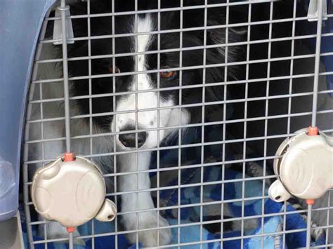 La Ley De Protección Animal De España Incluye Grandes Cambios