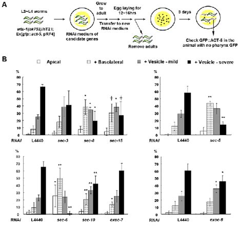 Exocyst Complex Is Required For The Mislocalization Of Apical Actin In Download Scientific