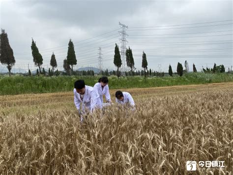 市农业农村局质量兴农“亚夫”先锋团队 加强检测保障人民群众“舌尖上的安全”今日镇江