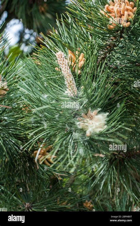 Around The UK Pollen Falling From The Flowers Of A Black Pine Tree Pinus Nigra In Cuerden