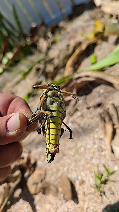 A Zombie Grasshopper Youtube