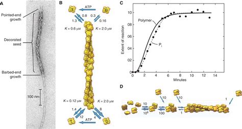 Figure 6 From Actin And Actin Binding Proteins Semantic Scholar