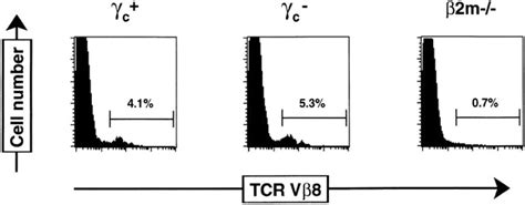 γ C ⁻ Thymocytes Contain Normal Proportions Of Dn Tcr Vβ8 Expressing